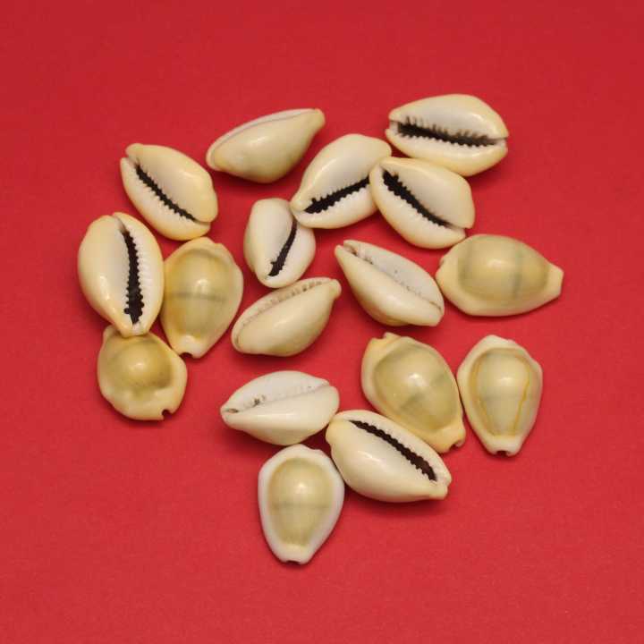 Sea Shells (Kauda) 16 Pcs | Daraz.com.np