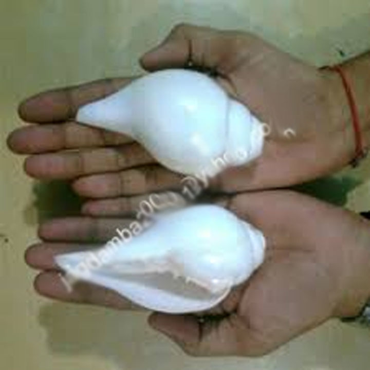 Sankha ,Conch Shell Very Small Size Bajney Sankha One | Daraz.com.np