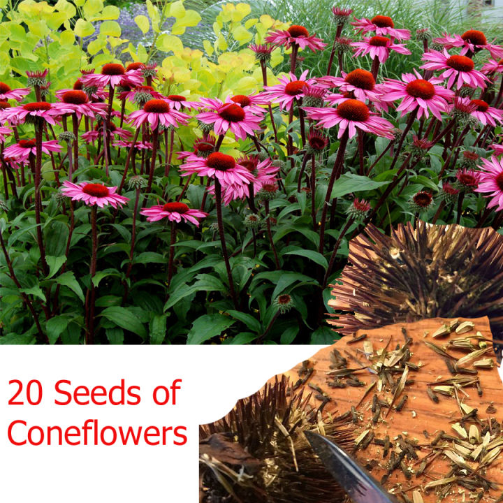 20 Seeds Best Low-Maintenance Flowers for Effortless Garden Cone ...