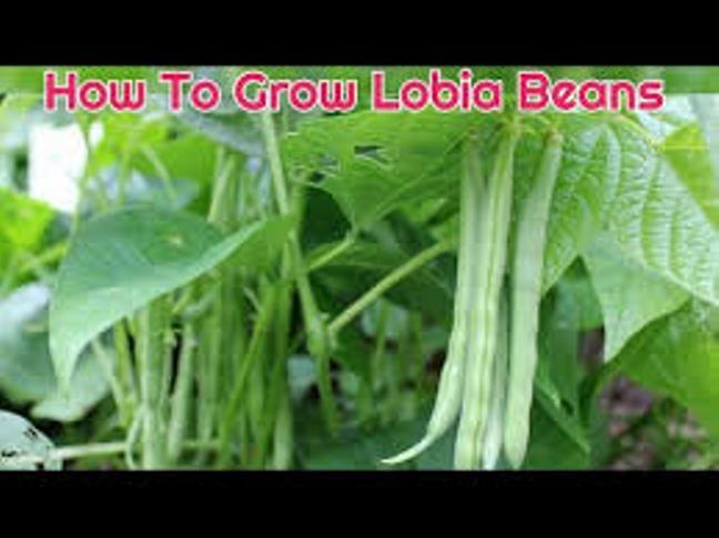 1 Packet Lobia Seeds | Daraz.com.np