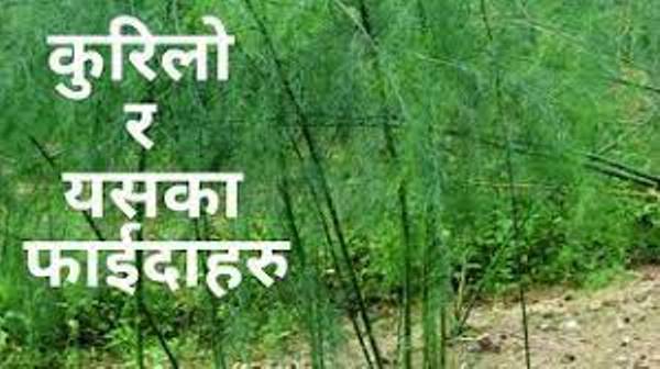 Medicinal Asparagus Seeds 30 Plus Seeds Of Ban Kurilo Biu (Guarantee ...