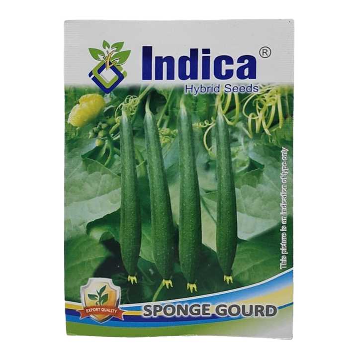 Vegetable Seeds - 1 Packet Sponge Gourd 30 Plus Vegetable Seed ...