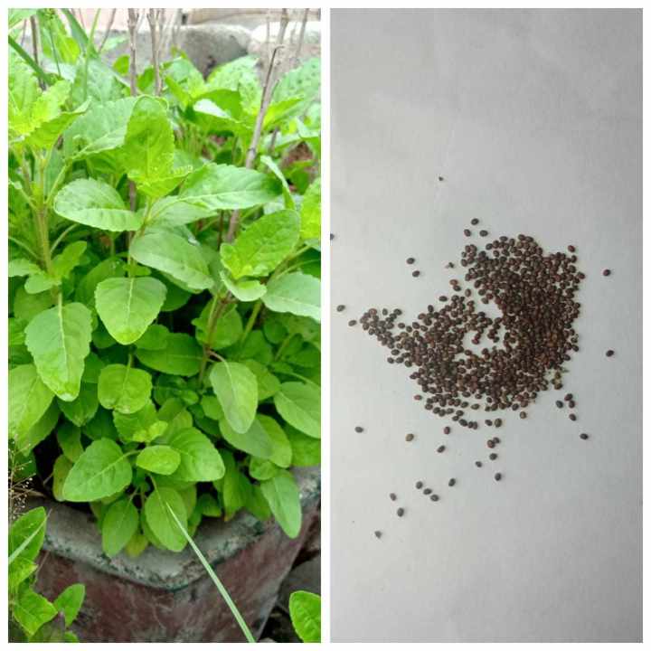 Holy Basil Rama Tulsi 50 Plus Seeds | Daraz.com.np