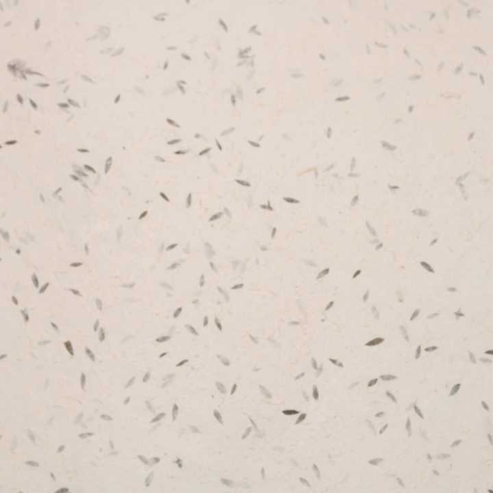 20x30" Nepali Paper | Daraz.com.np