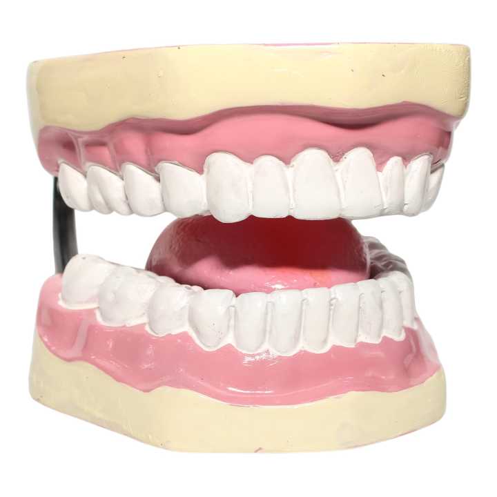 Teeth Model/ Dummy Big | Daraz.com.np