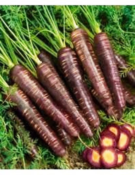 Carrot Seeds - 5 Gram Black Wonder Carrot Kali Gajar Black Carrot Seed ...