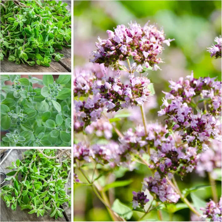 20+ Loose Packed Seed Of Green Sweet Marjoram Heirloom & Open ...