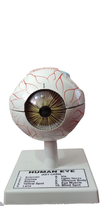 Eye model anatomy Demonstration -1 piece | Daraz.com.np