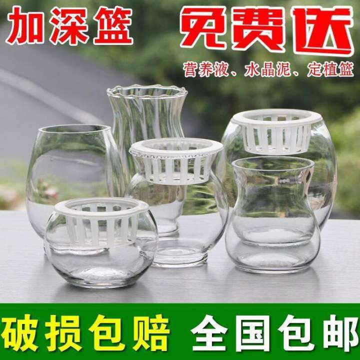 Hydroponic Plant Glass Ecological Green Radish Flower Pot Office ...