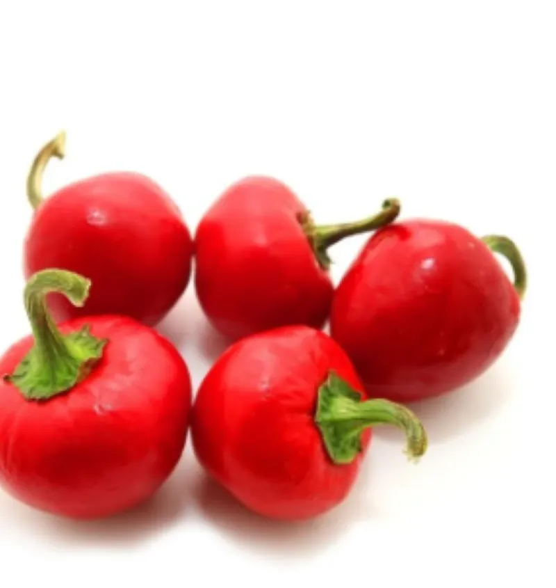 Turtle Red Round Pepper Hot Shaji Chilli F1 seeds for Gardening Hottest ...