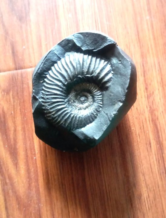 Nepali Black Shaligram; 75X60mm - Original Vishnu Chakra Saligram For ...