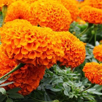 20 Plus Orange Marigold Flower Seeds For Your Balconey ,Terish, Garden ...