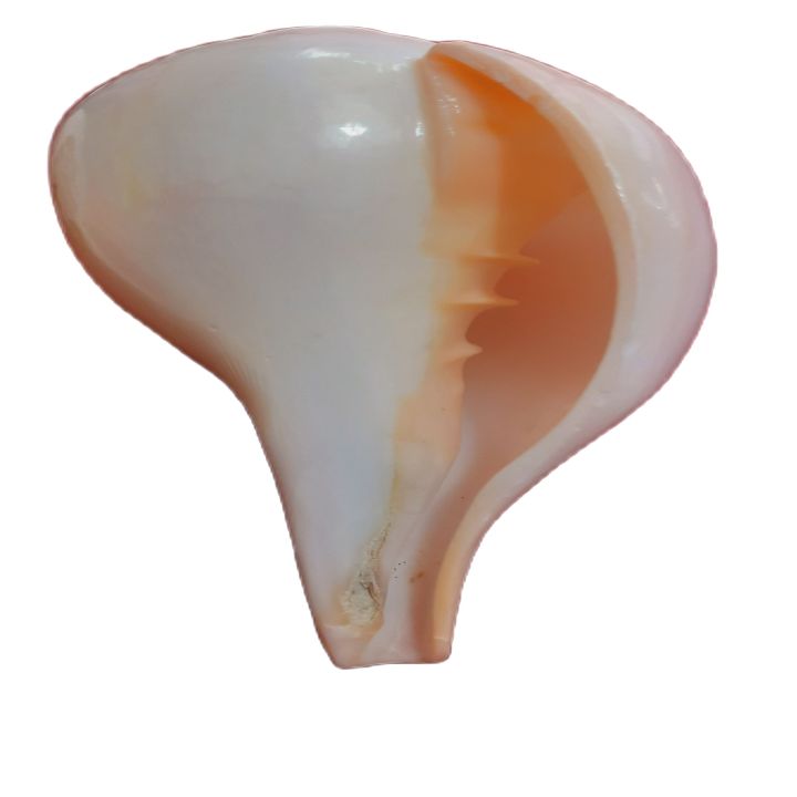 Blowing Conch / Shankh For Worship Pure White | Daraz.com.np