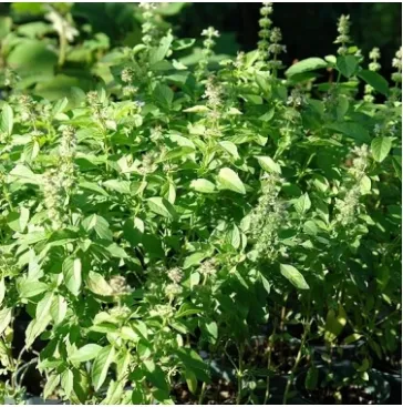 Loose Pack Lemon Basil-Hoary Basil,Thai Lemon Basil,Lao Basil 10 Plus ...