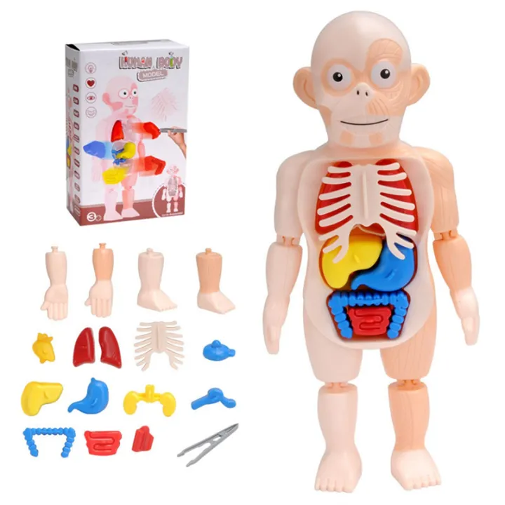 Human Anatomy Skull Puzzle Human Organ Model Detachable Mini Human ...