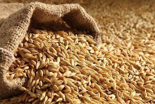 Ecoraganics 200 grams of Jau/ Barley for Pooja/ Puja/ Worship and Other ...
