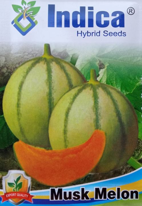 Fruit Seeds - 1 Packet Musk Melon Seeds 3 Gram | Daraz.com.np