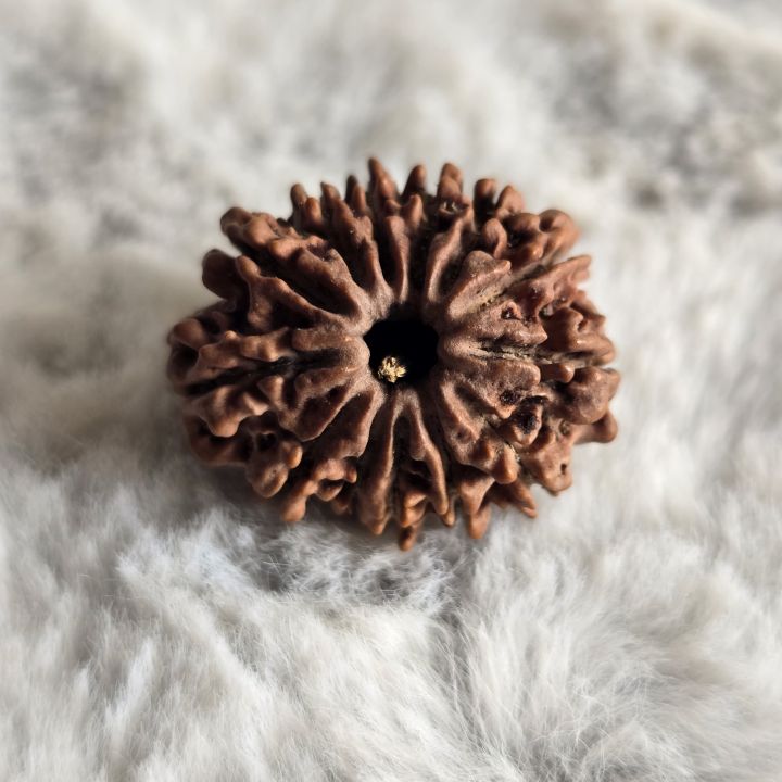 13 Mukhi Rudraksha| | Small Size 23-25mm | Original | X-Ray Certified ...