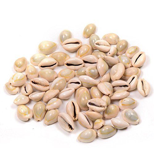 Kaudi/ Laxmi and Diwali Pooja Article Natural Kawdi Shell (Set of 10 ...