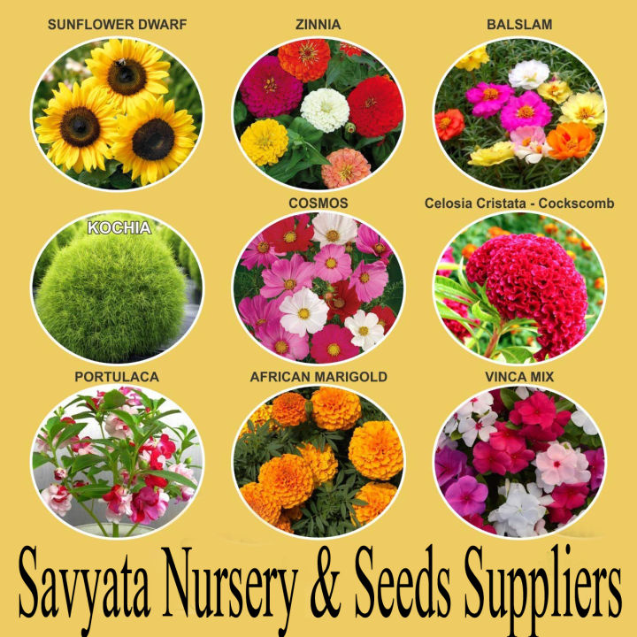 Flower Seeds - All Time All Seasons 9 Types Of Flower Seeds - Baramase ...