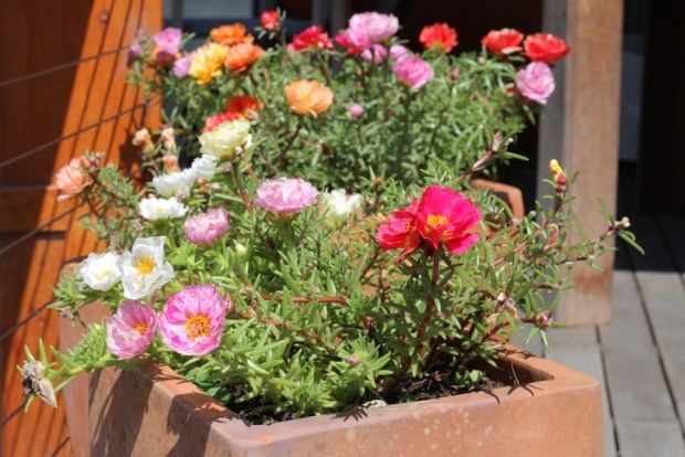 Mixed Color Moss-Rose Purslane Double Flower Seeds Portulaca ...