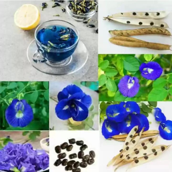 Blue Color Butterfly Pea Flower Seed , 20+ (Aprajita) | Daraz.com.np