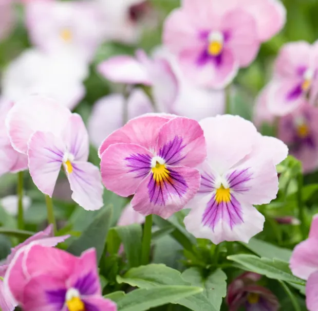 20 Plus Seeds Of Panola Pink Shades Pansy Flower For Planting (Loose ...