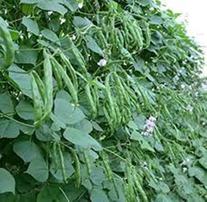 Chaumase Dolichos Semphali Bean Seeds 10 Gram | Daraz.com.np