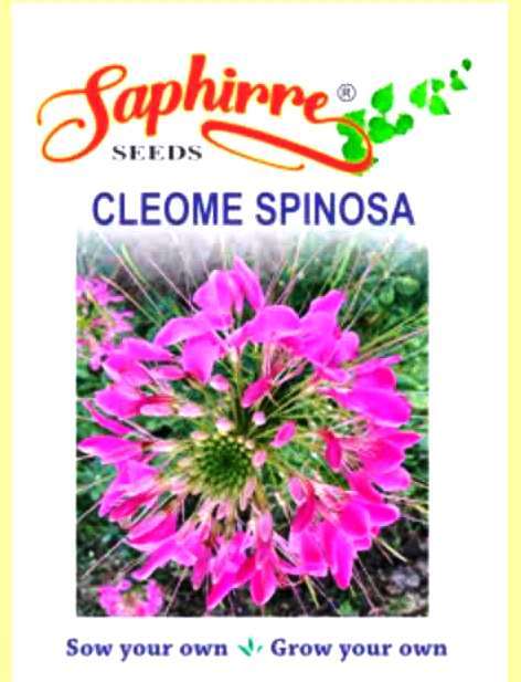 1 Packet Saphirre Splendour Cleome Spinosa Violet Queen Flower Seeds Cleome Seeds Spinosa Seeds ...