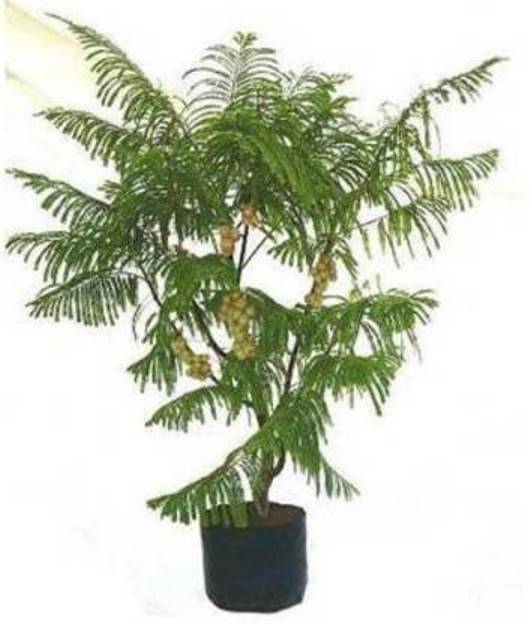 Fruit & Tree Seeds- 1 Packet Seeds Of Amala | अमला (Phyllanthus emblica ...