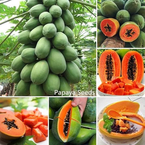 RED LADY PAPAYA HYBRID SEEDS WITH 786 F1 FRESS TAIWAN 5 Seeds | Daraz.com.np