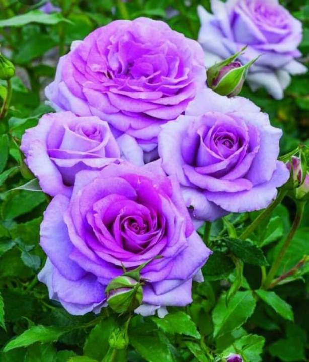 Rare Rose Flower Seeds - 5 Seeds In Golden Bu. Pack (Fresh Seeds ...