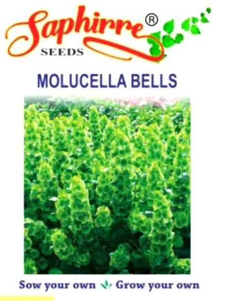 1 Packet Molucella Bells Seeds of Ireland Seeds - 15 Plus Heirloom ...