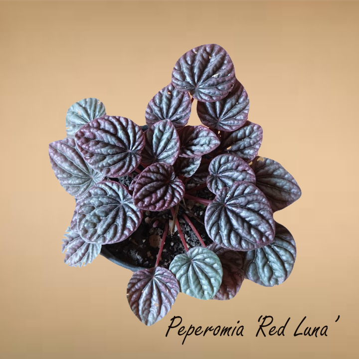 Peperomia Caperata, Luna Red, Terrarium Plant, Live Plant, Natural ...