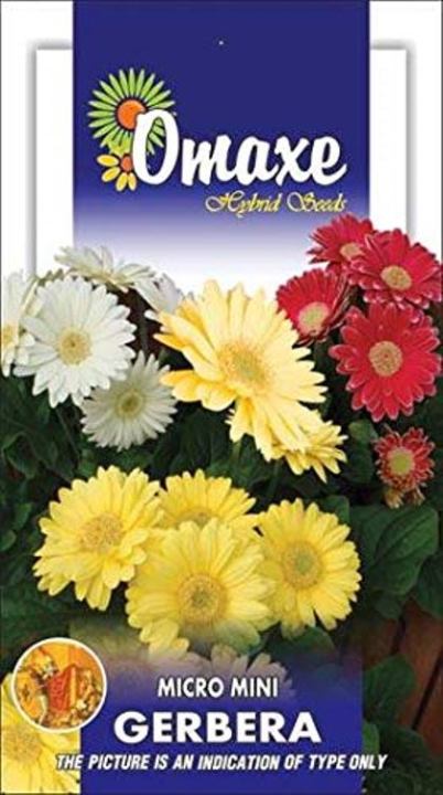 1 Packet Omaxe Gerbera Micro Mini Mixed Flower Seeds Packet Contain 50 ...
