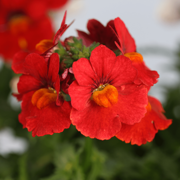 20 Plus Seeds Of Spicy Red Nemesia For Planting (Loose Packet) | Daraz ...