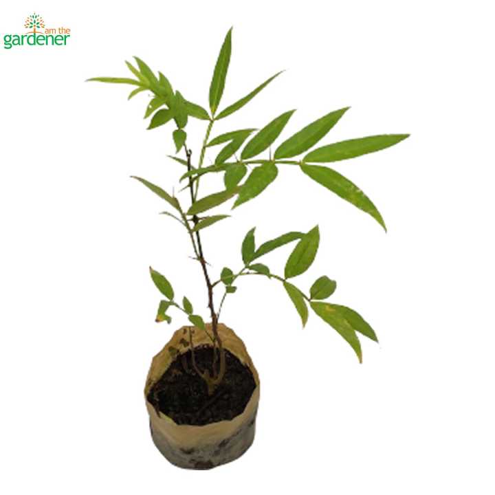 I Am The Gardener Timur Outdoor Plant, Green Plant | Daraz.com.np