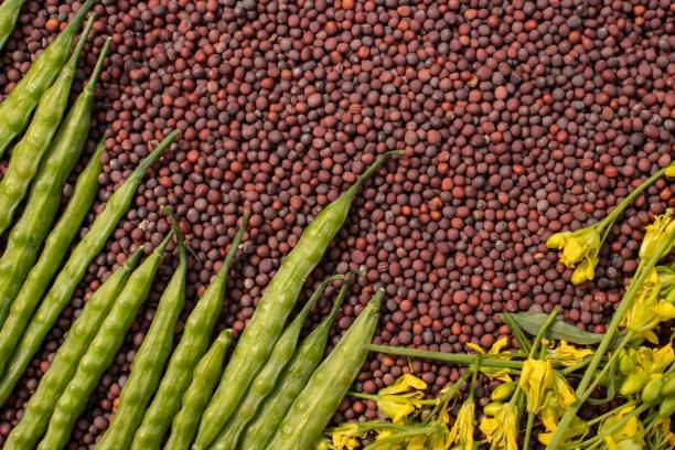 Black Mustard Seed / Rayo - 1Kg | Daraz.com.np