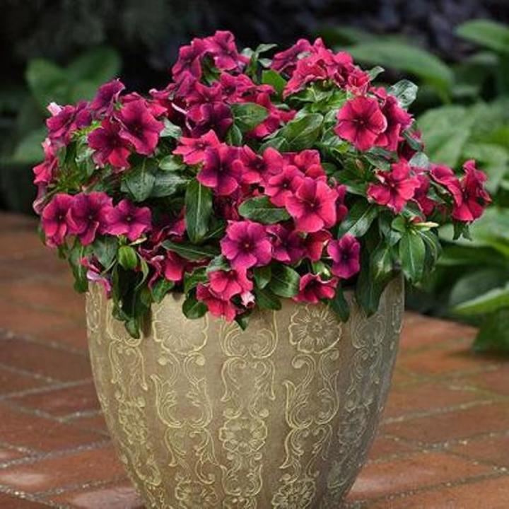 Vinca Rosea Trailing Strawberry Flower Seeds Mixed 20 For Garden And ...