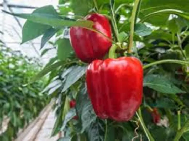30 Plus Seeds Red Capsicum, Bell Pepper shimla mirch F1 Hybrid ...