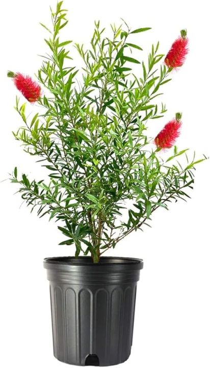 Callistemon Citrinus Red Cluster - Red Bottlebrush Tree | Large Gallon ...