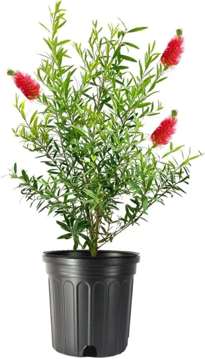 Kalki Phool Loose Seeds Pack, Callistemon Citrinus Red Cluster - Red ...