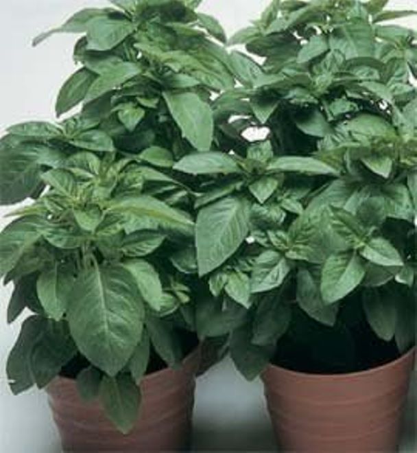 Loose Pack 10 Plus Seeds Of French Basil (Ociumum basilicum 'Marseilles ...