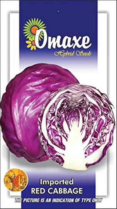 Red Cabbage Seeds Imported Exotic Seeds Kitchen Garden Packet 40 Plus ...