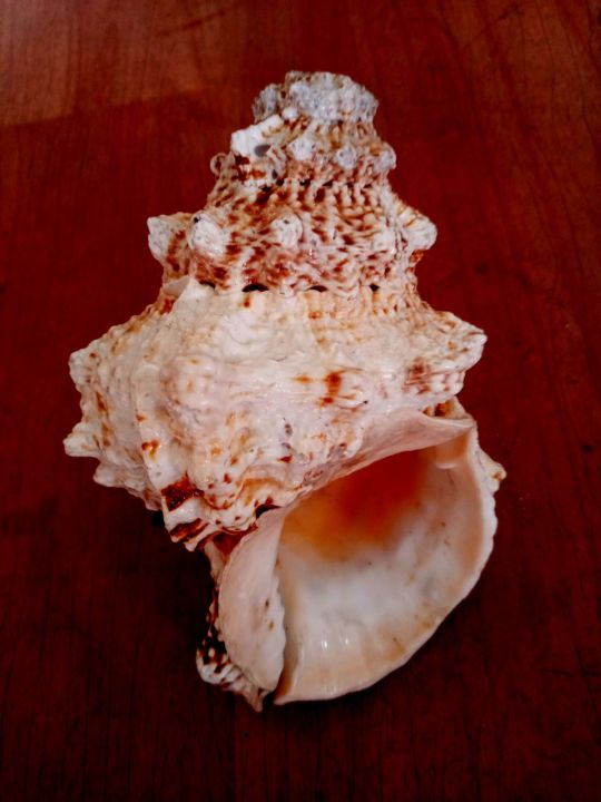 Conch Shells (Sankha) - Attractive शंख; Original Shankh For Laxmi ...