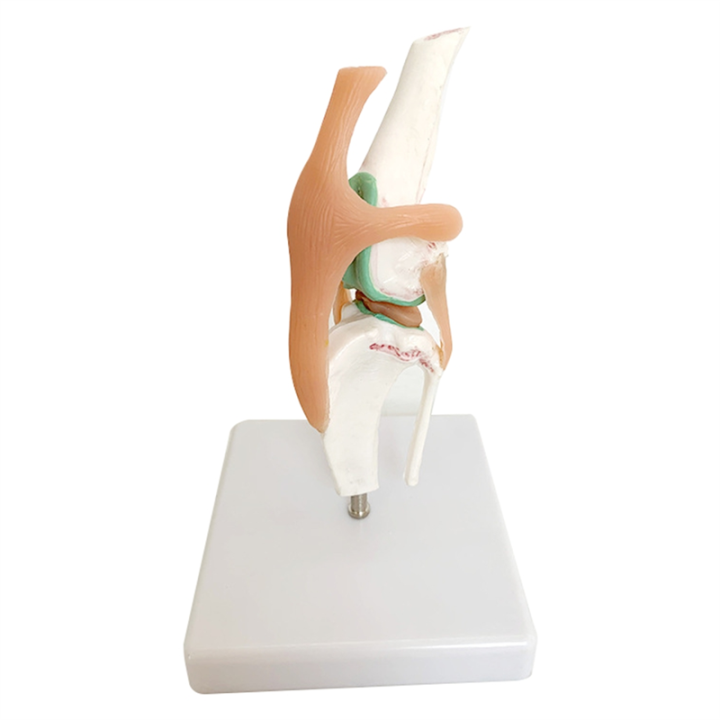 Educational Dog Skeleton and Knee Joint Model Showcasing Ligament ...