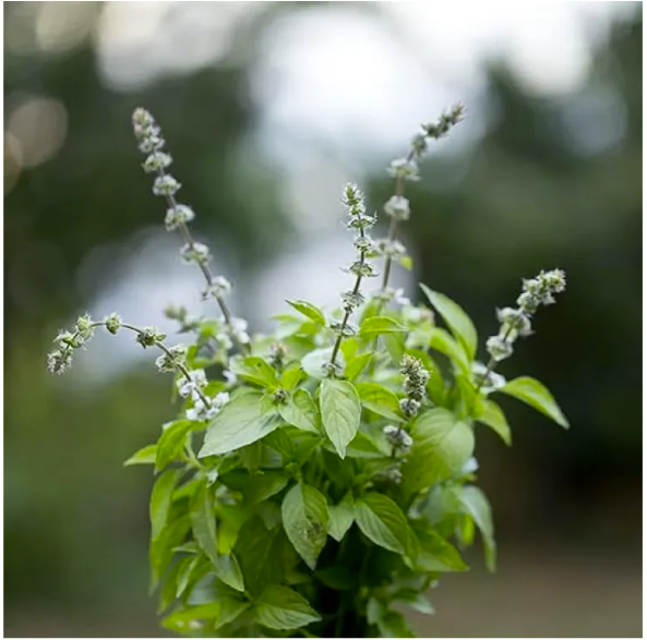 Loose Pack Lemoniod Basil-Hoary Basil,Thai Lemon Basil,Lao Basil 10 ...