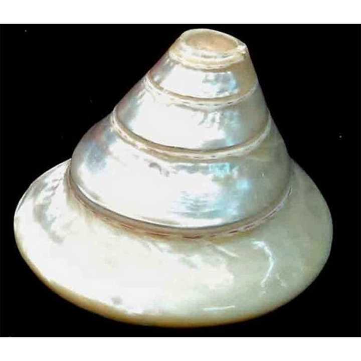 Auto Sound Vertical Sankha Mutya Shankh, Moti Shankh, Sree Chakram For ...