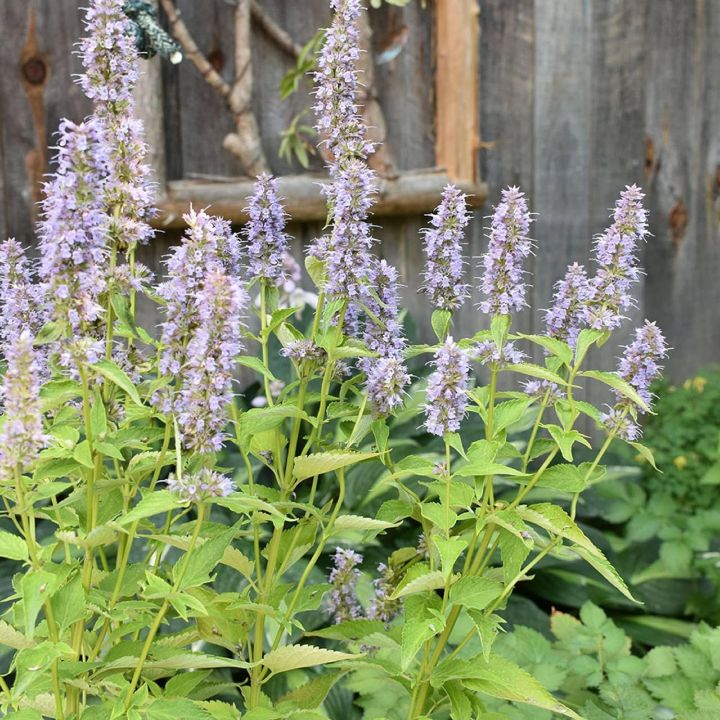 Anise Hyssop Seeds for Planting Outdoors Agastache Foeniculum Seed 20 ...