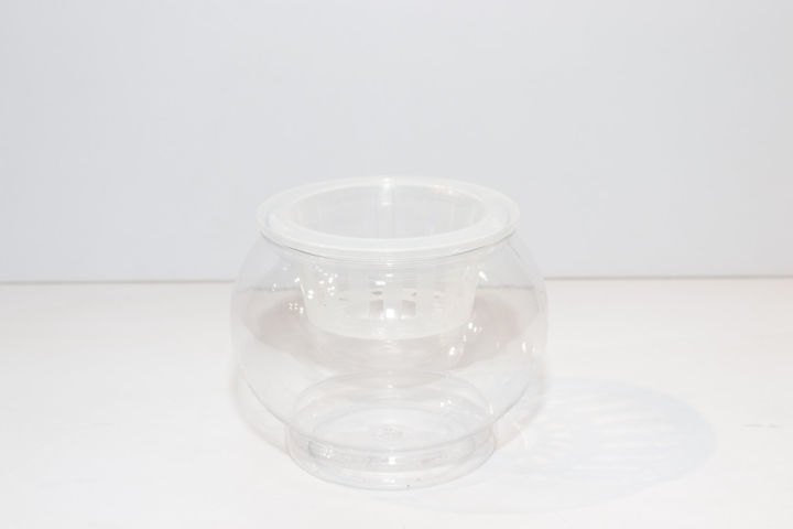 Good Luck Money Plant in White Round Plastic Pot | Daraz.com.np